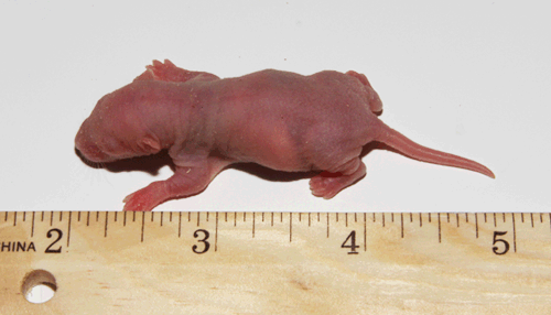 Pinky Rats (25/Pack) - Feeder Rodents: Frozen Feeder Rodents ...